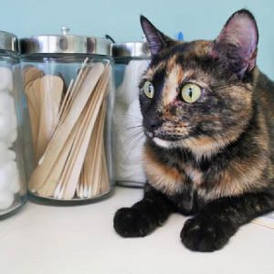 Vet Checklist: What to Bring to Your Cat's First Visit - Catster