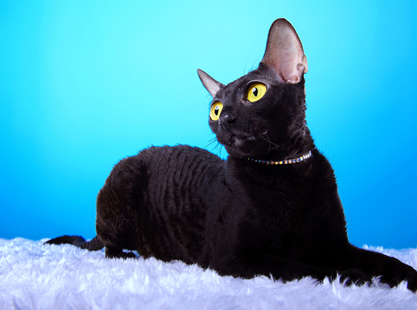 Get to Know the Cornish Rex: A Pack of Personality in a Ballet Dancer’s ...