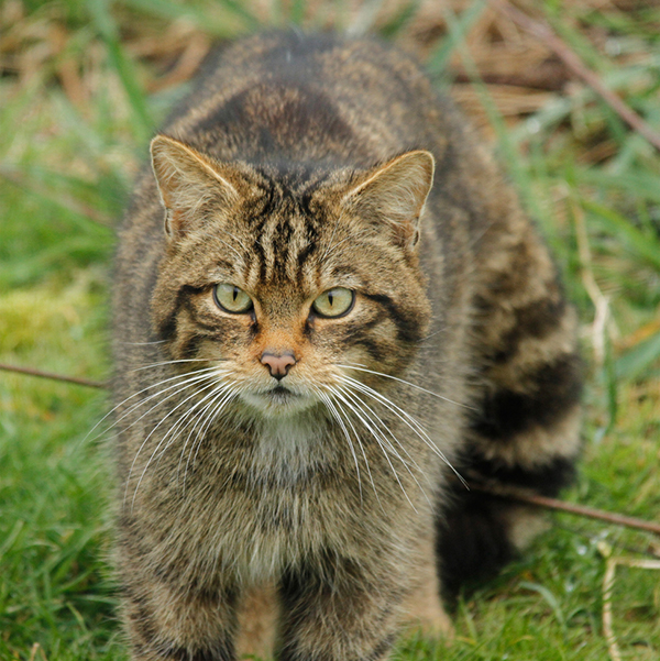 Get to Know the Scottish Wildcat: The Highland Spirit Incarnate - Catster
