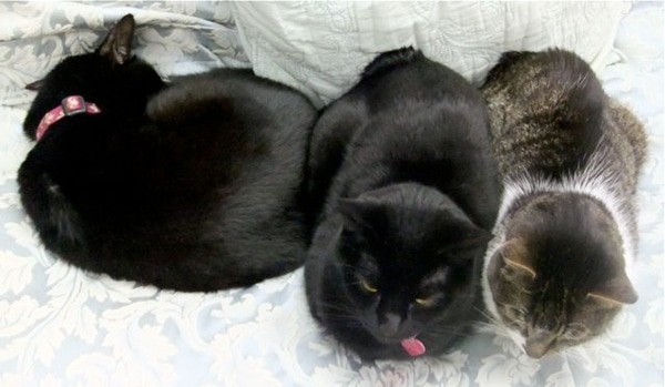 How To Live With Multiple Cats: 5 Ways to Make Your Home a Multi-Cat ...