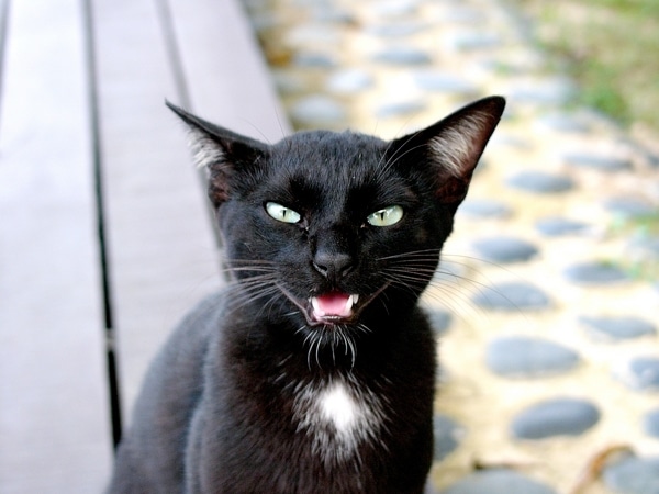 Black Cat Meowing