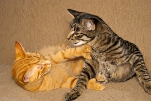 Do You Have an Aggressive Cat — or Just a Brat?! - Catster