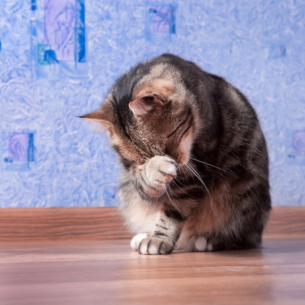 Kitty Facepalm Memes