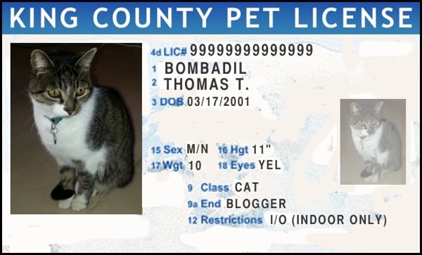 Seattle Is Making Me License My Cats, and I Think It's Great - Catster