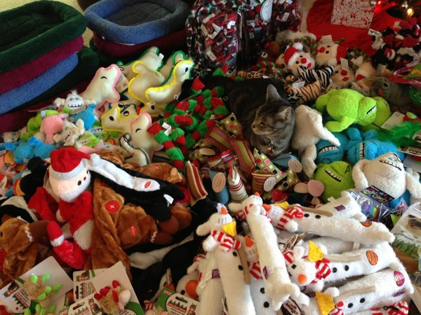 19 Best Cat Charities And Good Causes to Support - Catster