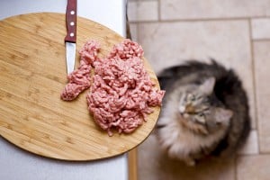 How Do Cats Taste Their Food? - Catster