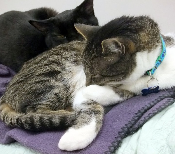 How To Live With Multiple Cats: 5 Ways to Make Your Home a Multi-Cat ...