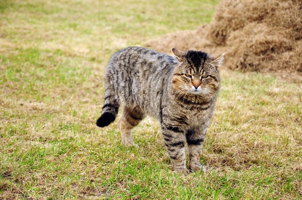 Three Legged Kitten