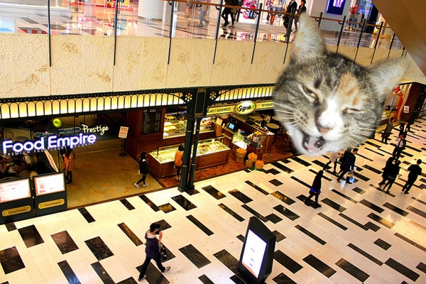 6 Reasons Cats Would Be Fired from Shopping Mall Jobs - Catster