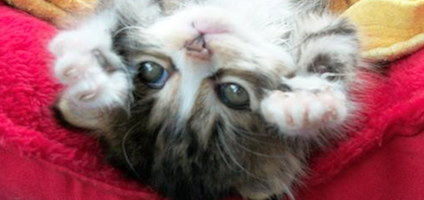 Our Monday Miracle Is Bug A Boo, the Adorable Hydrocephalus Kitten ...