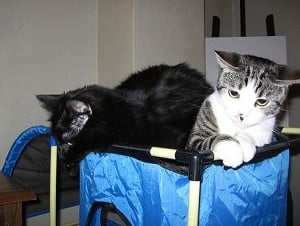 We Chat With Courtney Hatt, Co-Founder of San Francisco's First Cat ...
