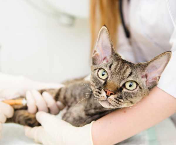 Rattlesnake Bite Cat