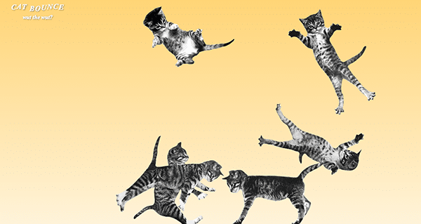 Top 7 Funny Cat Websites on the Internet - Catster