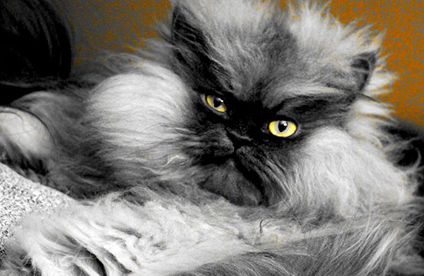 Colonel Meow And Grumpy Cat