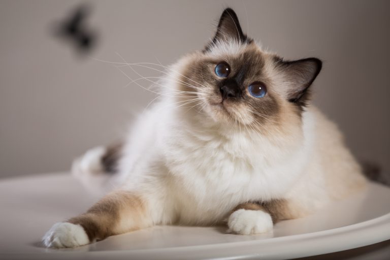 13 Quiet Cat Breeds That Don’t Meow a Lot (With Info & Pictures) - Catster