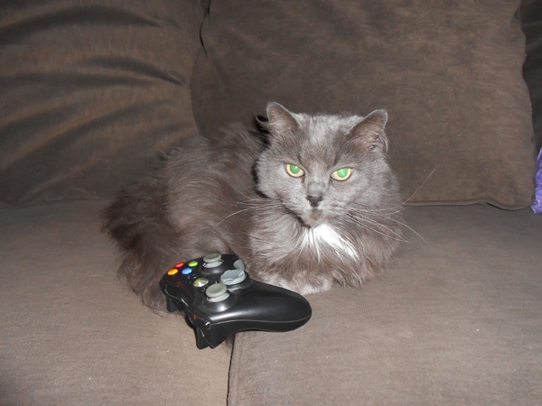 Cat Playing Xbox