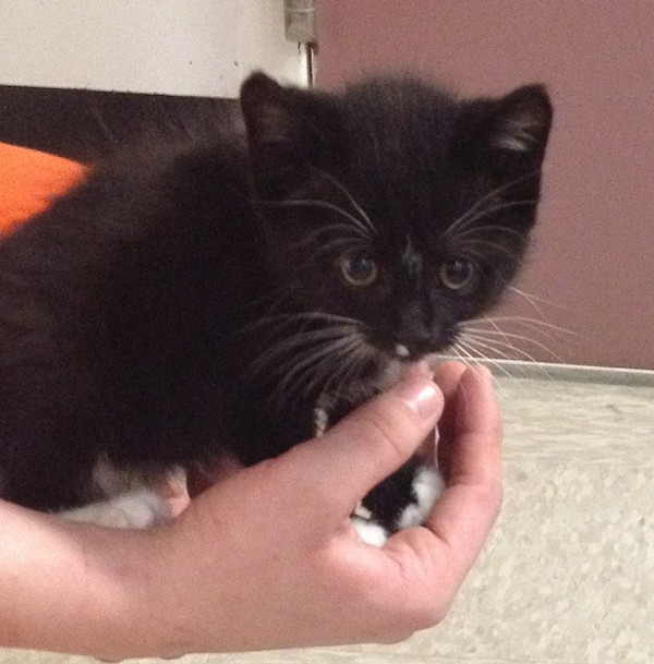 In the Jail Cats Program, Prisoners Socialize Shelter Kittens - Catster