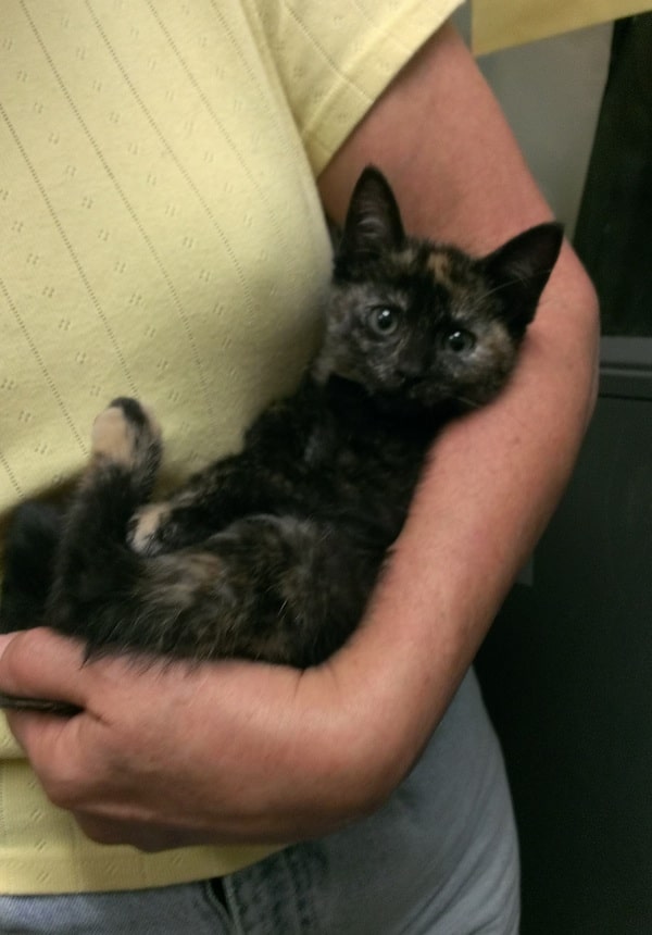 In the Jail Cats Program, Prisoners Socialize Shelter Kittens - Catster