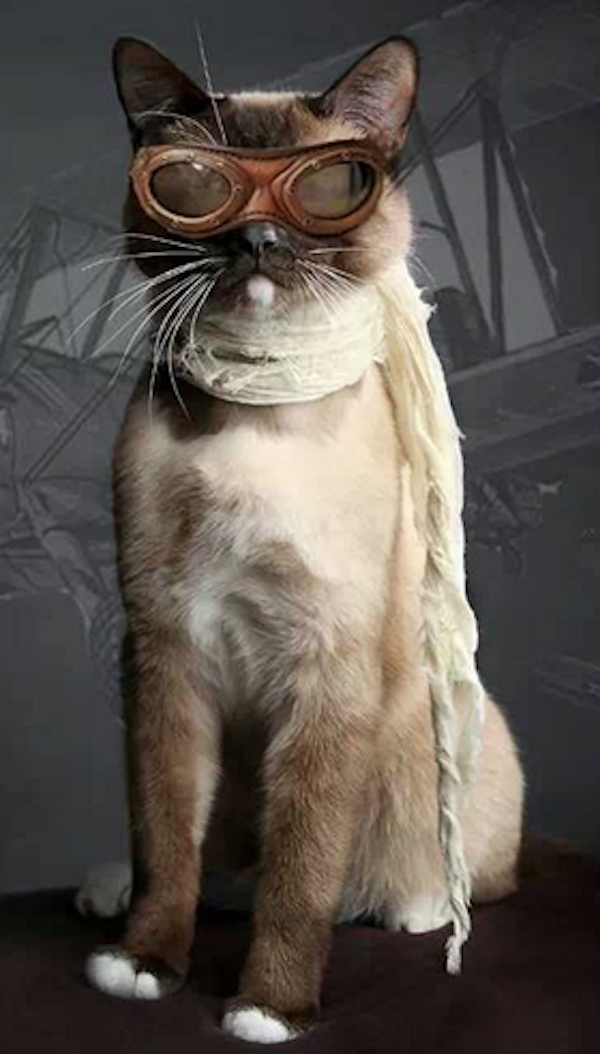 How Cassidy the Kitty Inspired Her Owners to Rescue Special-Needs Cats ...