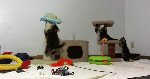 There Goes Your Productivity: The Kitten Cam Offers a Live 24/7 Feed of ...