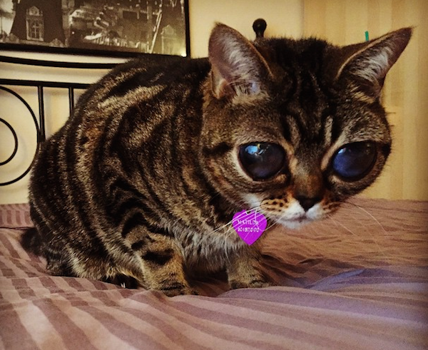 Matilda the Alien Cat Is Becoming an Instagram Star - Catster