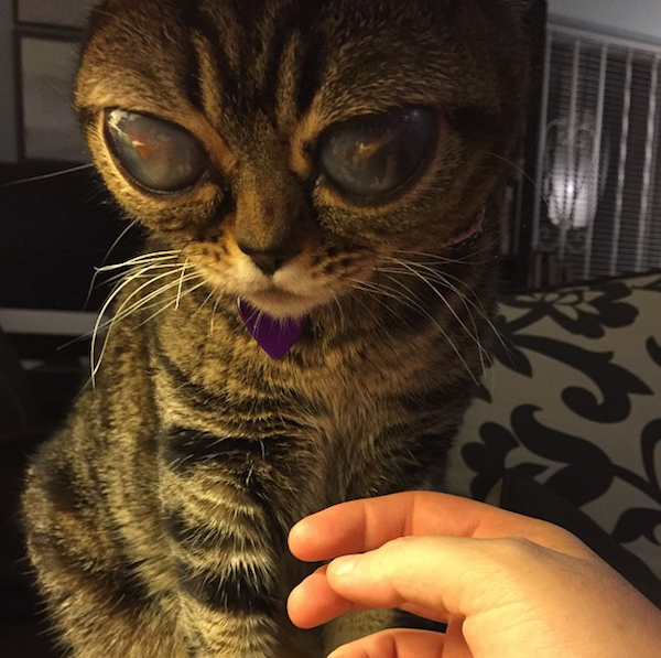 Matilda the Alien Cat Is Becoming an Instagram Star - Catster