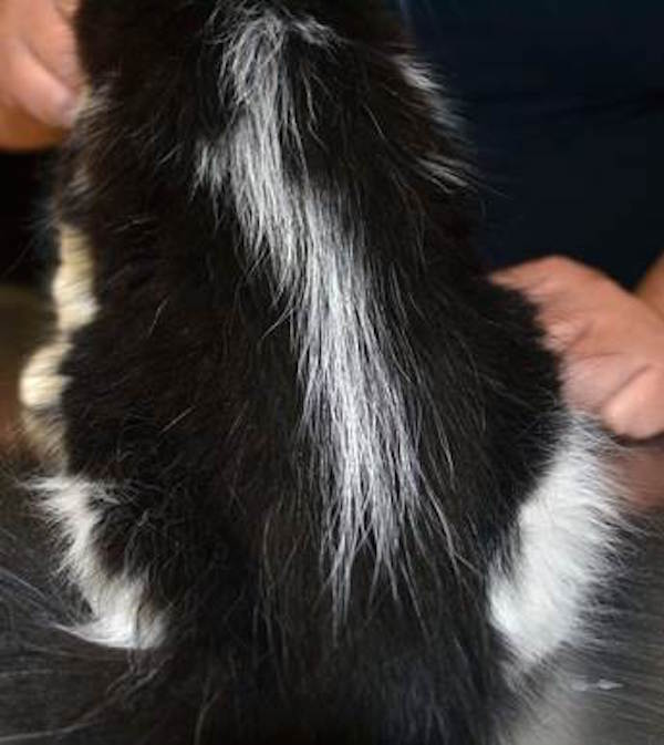 Cat 101: How to Tell a Cat From a Polecat (Also Known as a Skunk) - Catster