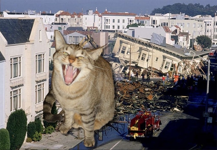 Five Tips That Will Save Your Cat's Life in a Disaster - Catster