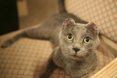 Earless Cat Finds Temp Home at Kalamazoo Boutique - Catster