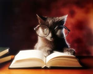 Cat Brain Development: From Kitten to Adult (An Overview) - Catster