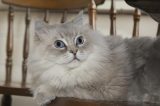 Meet the Cat Lady Who Rescued Buzz the Fuzz From a Hoarder - Catster