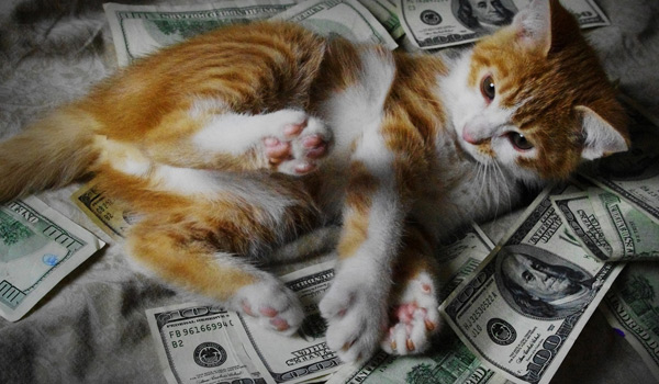 10 Cats Rolling Around in Cash - Catster