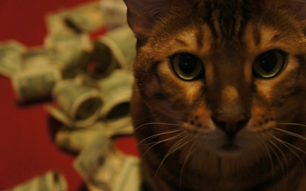 10 Cats Rolling Around in Cash - Catster