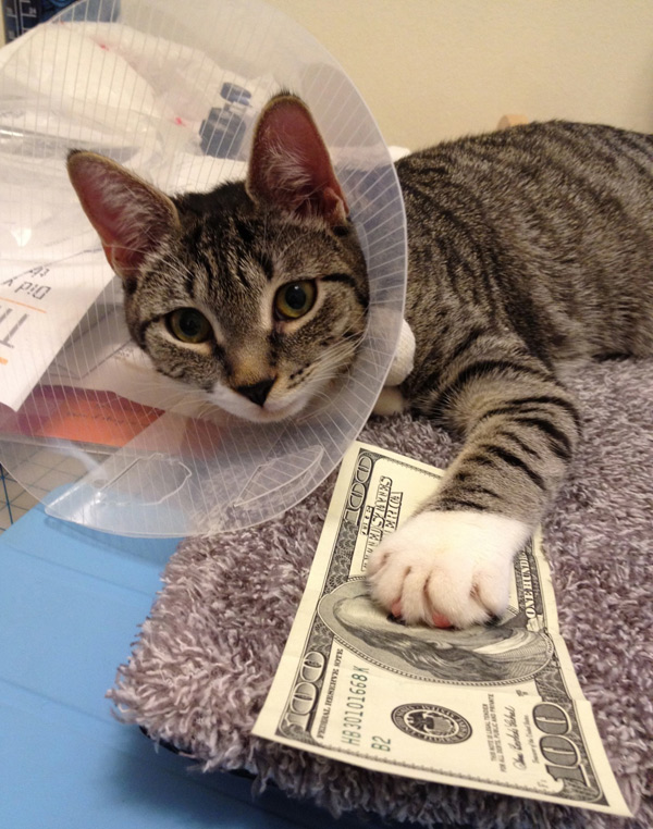 10 Cats Rolling Around in Cash - Catster