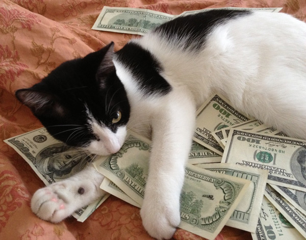 10 Cats Rolling Around in Cash - Catster