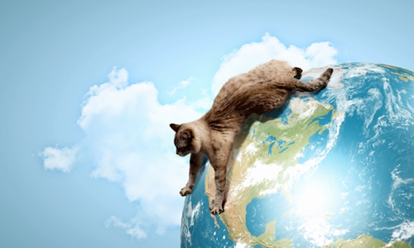 12 Ways Every Day Is Earth Day for Cats - Catster
