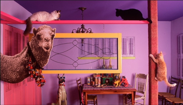 San Diego Couple Remodeled Their Home to Fit Their Cats - Catster