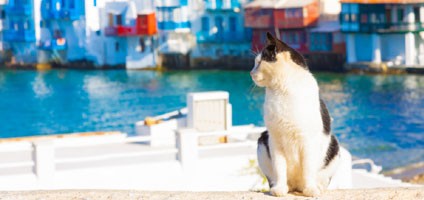 Take a Tour of the “Cat Islands” of the World - Catster