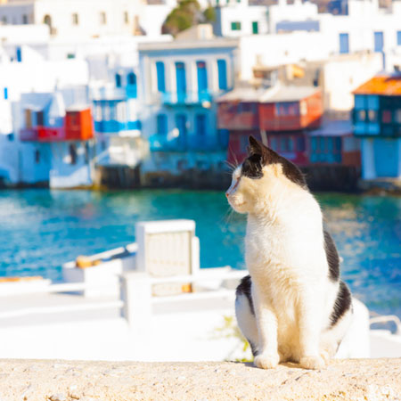 Take a Tour of the "Cat Islands" of the World - Catster