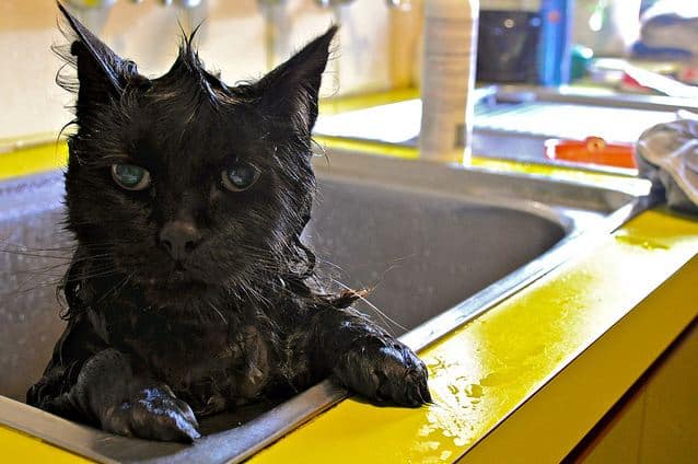 10 Cats with Mohawks - Catster