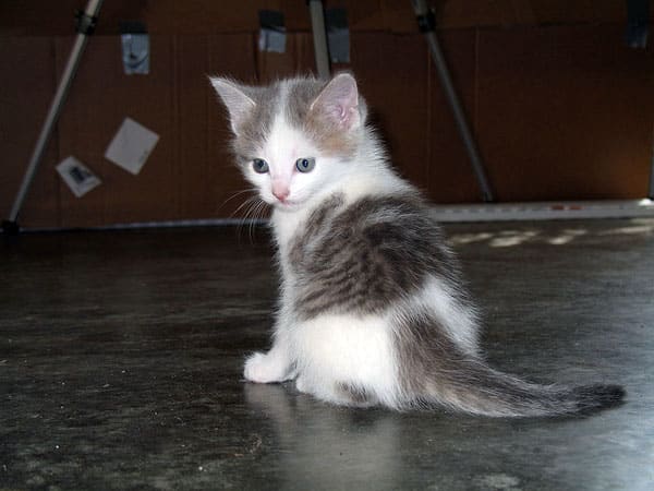 10 Cats with Mohawks - Catster