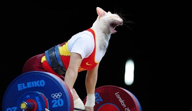 Altered Shots: It Sure LOOKS Like These Cats Are in the Olympics - Catster