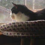 5 Ways to Catify Your Home, Even If You Aren't the Handy Type - Catster