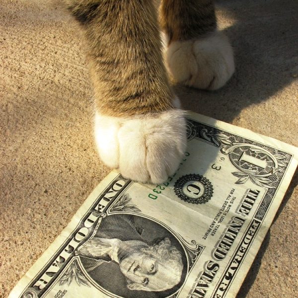 Cost Of Taking Care Of A Cat: 5 Tips for Saving Money on Your Cat Care ...