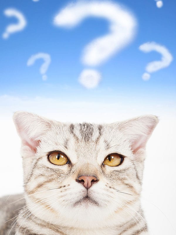 It’s National Answer Your Cat’s Questions Day - Catster