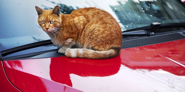 What to Pack When You’re Traveling with Cats By Car - Catster