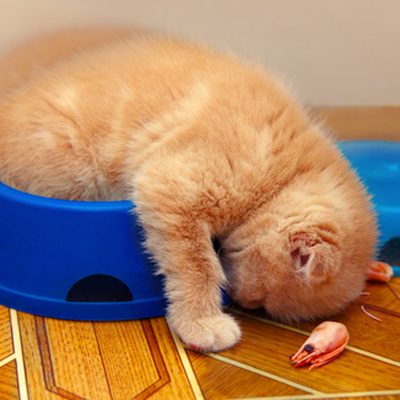 How to Celebrate Spring Break With Your Cat - Catster