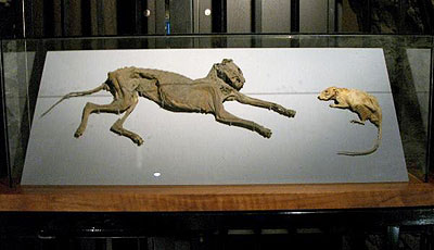 A Look at Cat Mummies on Display Around the World - Catster
