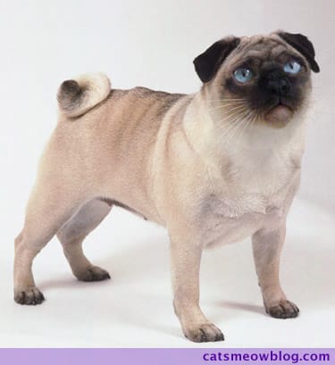 Dog And Cat Mixed Together