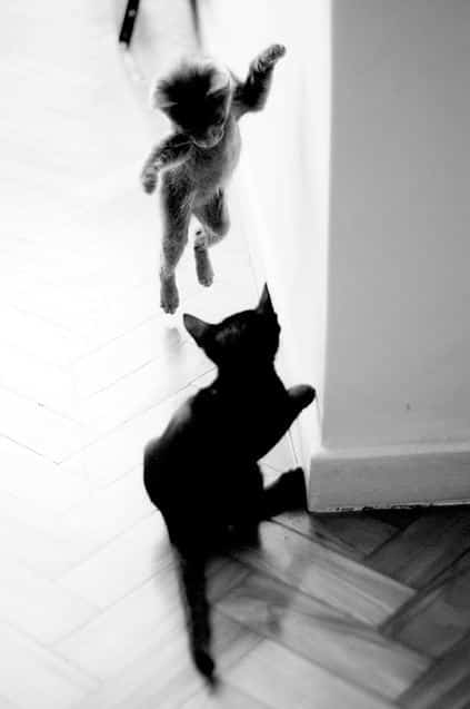 Cats Get Airborne, We Get Photos: 10 Flying Super-Cats - Catster